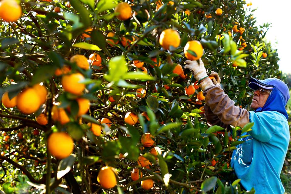Botucatu tem a segunda maior produção de laranja do Brasil; 489,600 mil ...