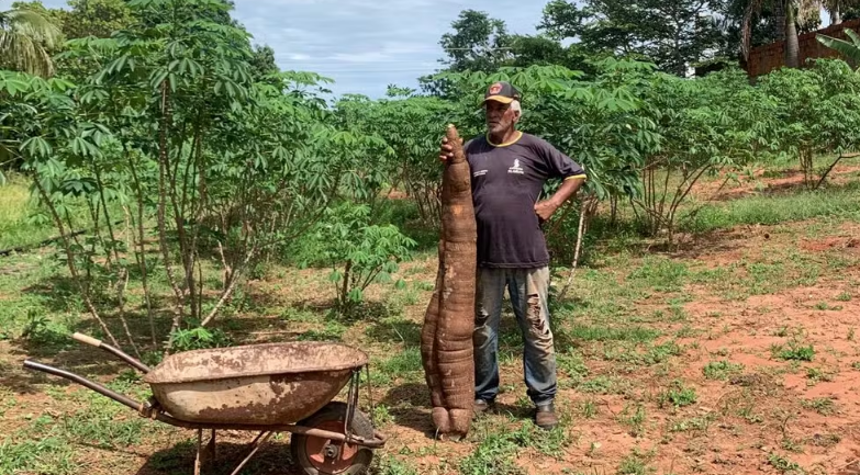 Produtor do interior de SP colhe mandioca 'gigante' com mais de 40 kg ... Produtor do interior de SP colhe mandioca 'gigante' com mais de 40 kg ...
