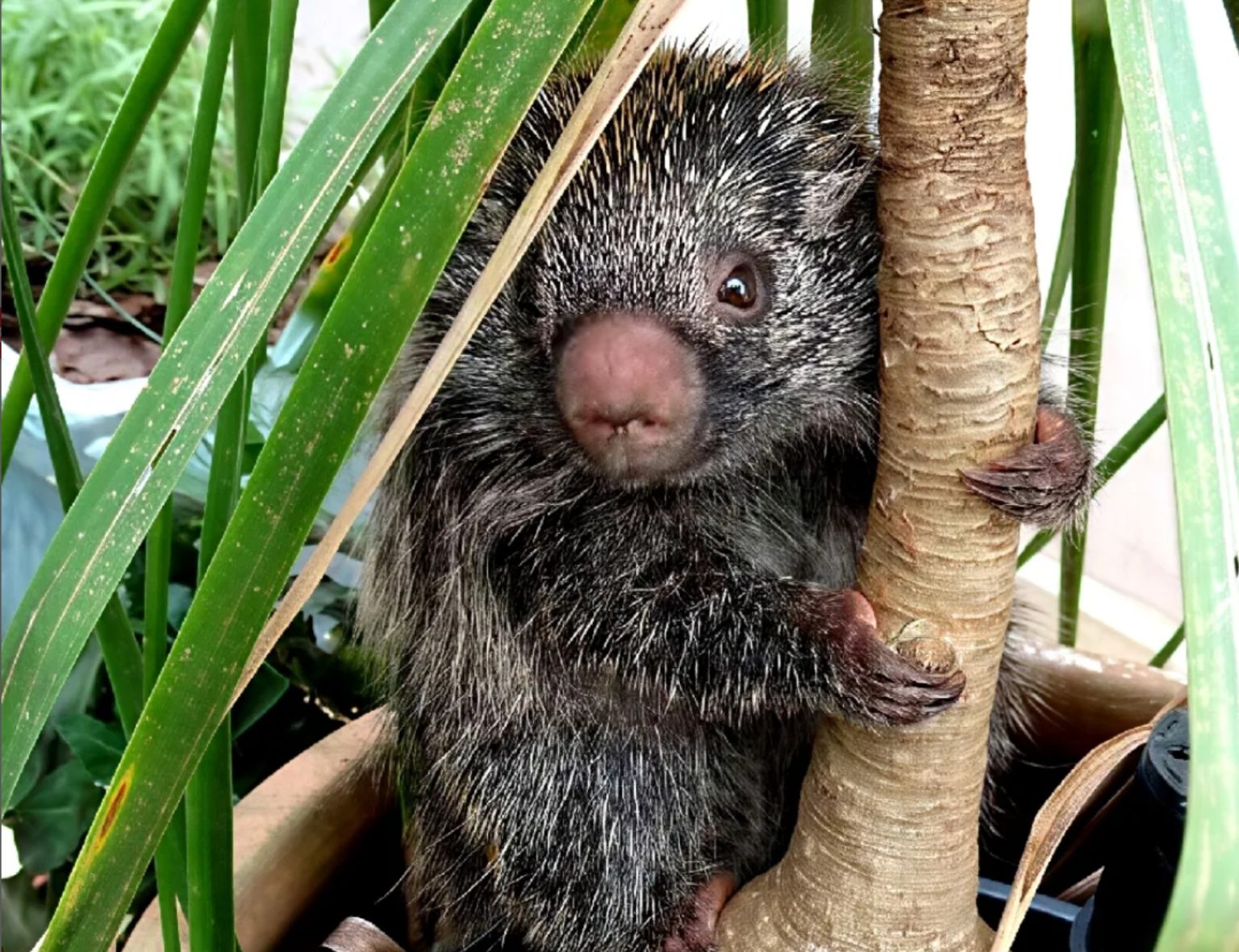 Vigilância Ambiental em Saúde de Botucatu alerta sobre presença de ...